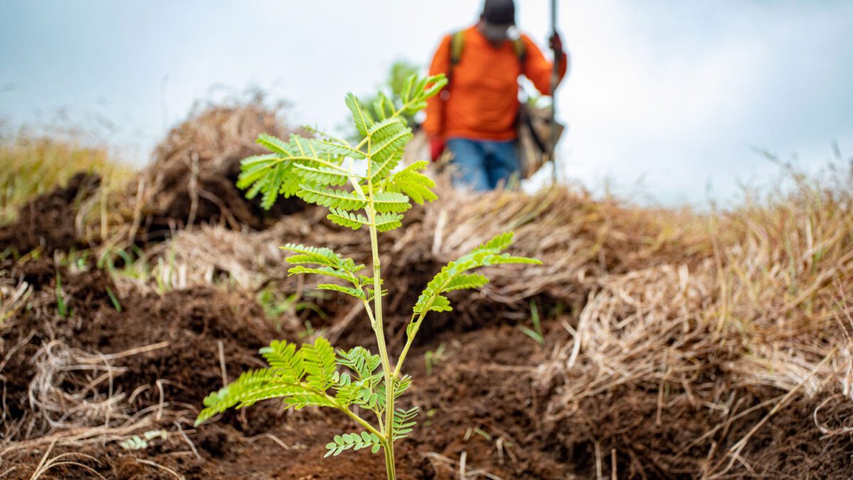 Koa in Hawaii - Taylor Sustainability Hub