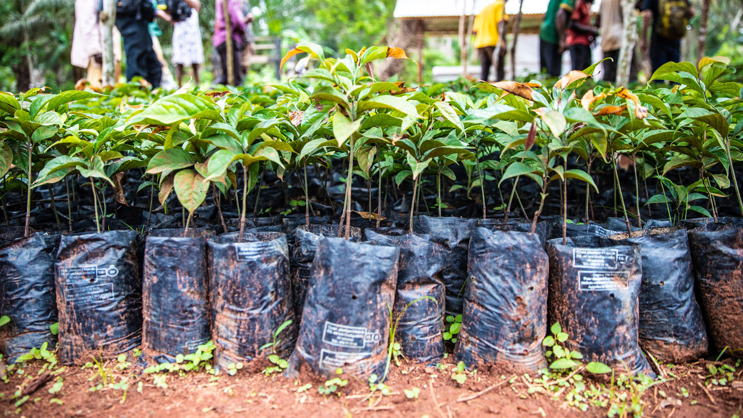 Projects - Taylor Sustainability Hub