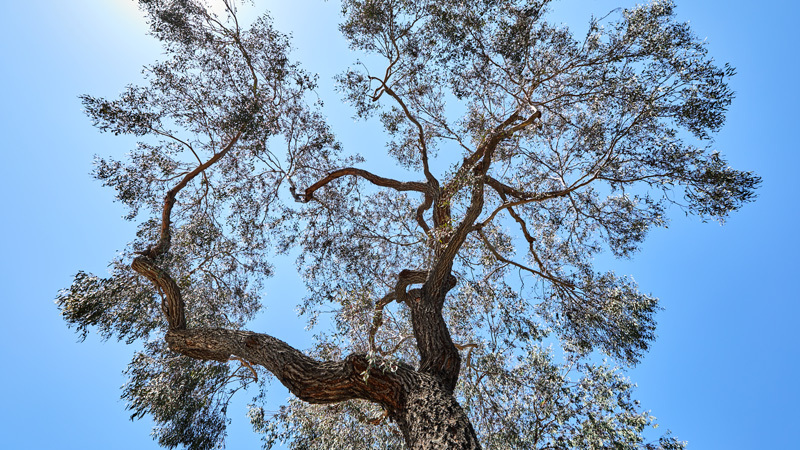 Urban Trees in California - Taylor Sustainability Hub