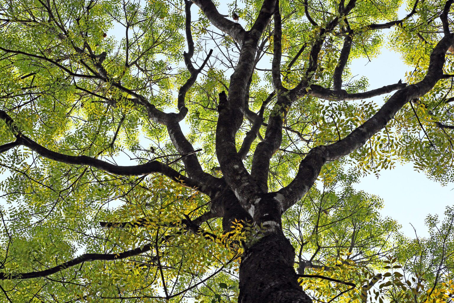 Mahogany's Sprawling Family Tree - Taylor Sustainability Hub