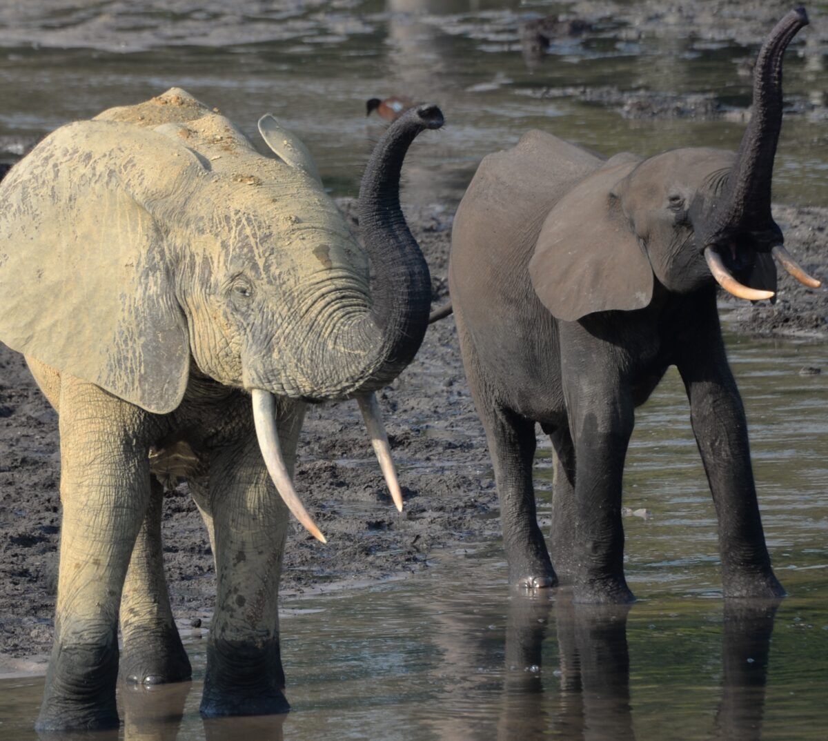 Urban Trees in California - Taylor Sustainability Hub